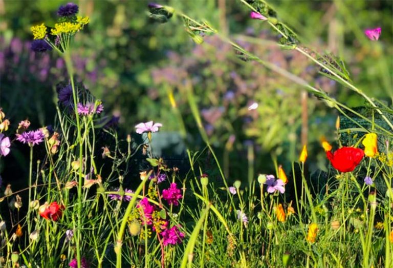 YACIO Autumn Newsletter – York Allotments
